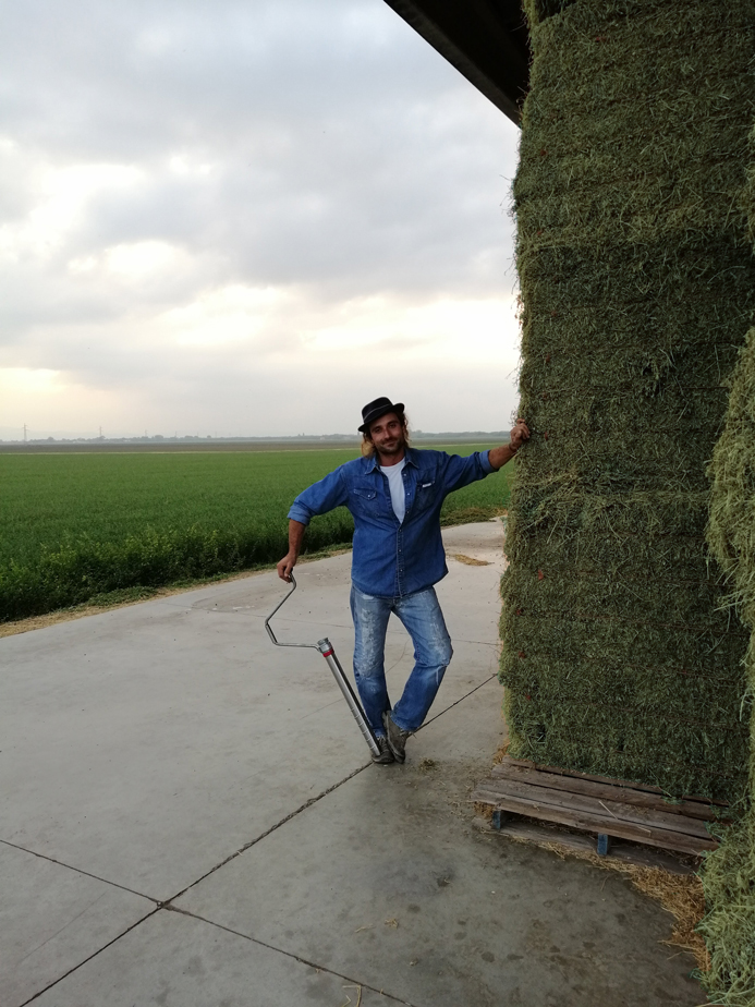 Erba medica - Campi Foraggi